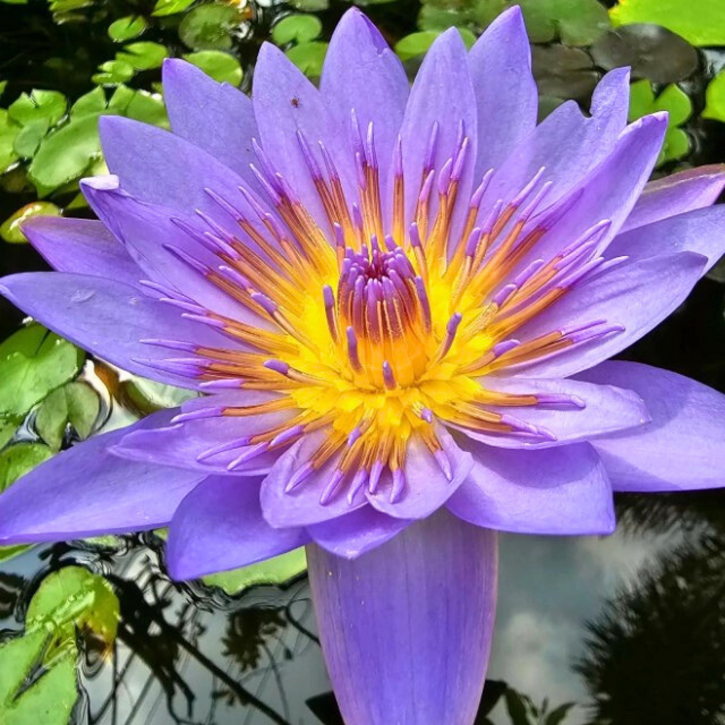 Tropical Water Lily Nymphaea Tina Blue Tuber — Greenproaquatic