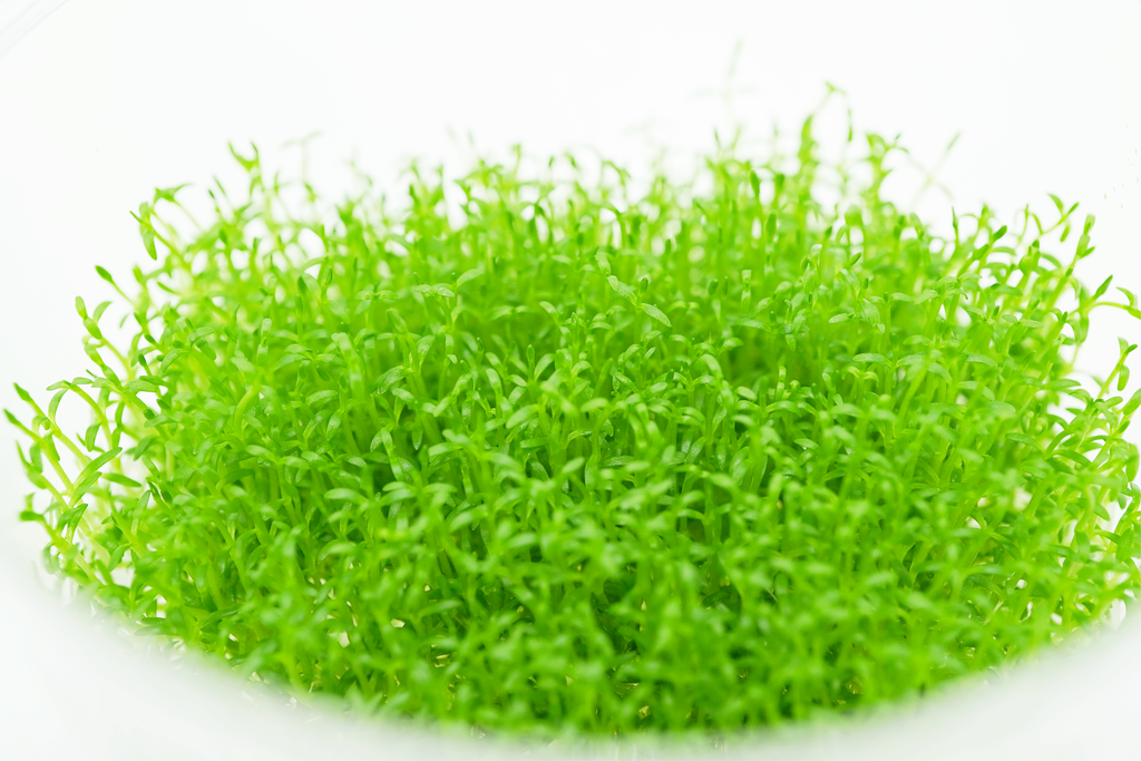 Hedyotis Salzmannii - Tissue Culture — GreenproAquatic