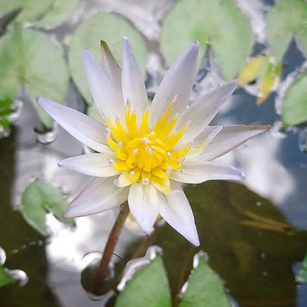 Tropical Water Lily - Nymphaea Dauben Yana (White + Blue) - Tuber ...
