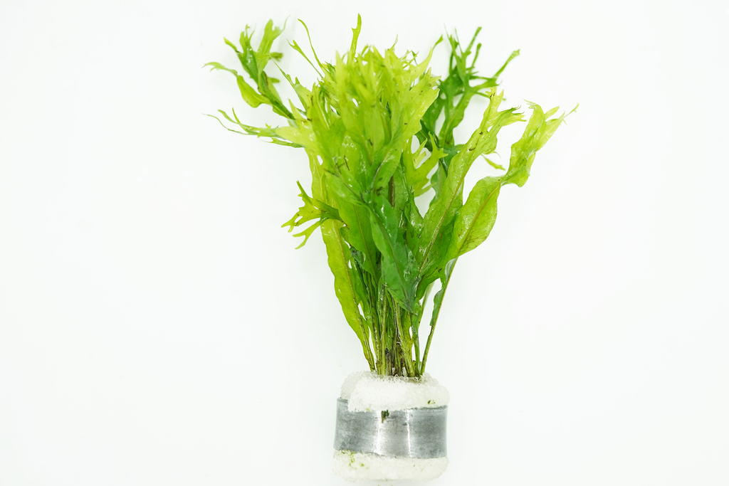 Java Fern Windelov - Microsorum Pteropus Windelov - Bundle ...