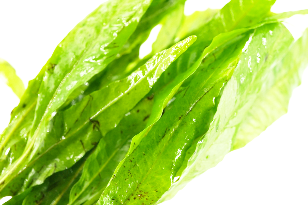 Java Fern Philippine - Microsorum Pteropus Philippine - Potted ...