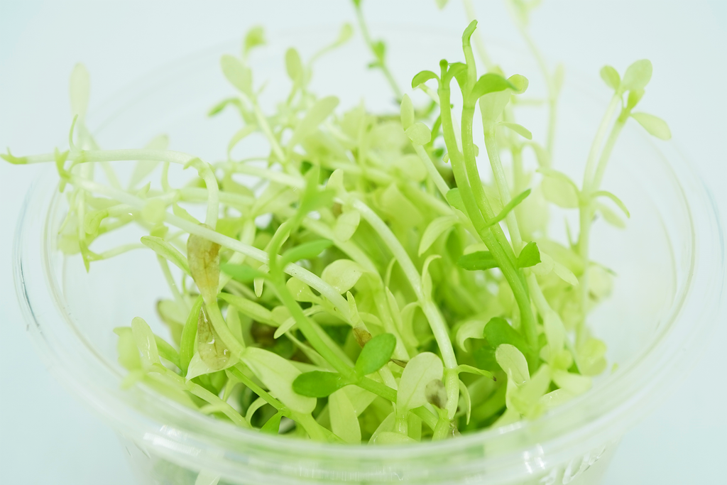Bacopa Compact White - Tissue Culture — GreenproAquatic