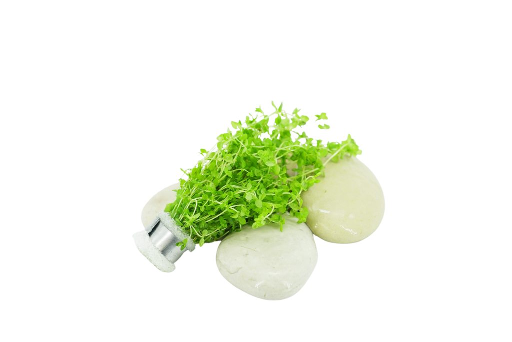 Pearl Weed - Micranthemum Micranthemoides - Bundle — GreenproAquatic