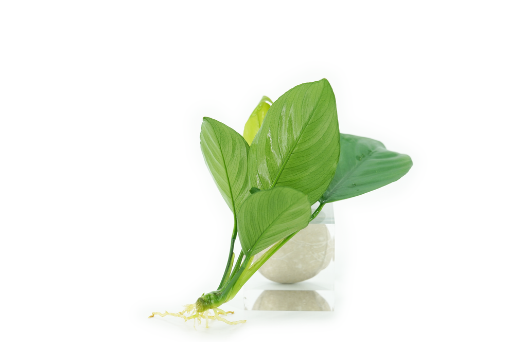 Aquarium Plants — GreenproAquatic