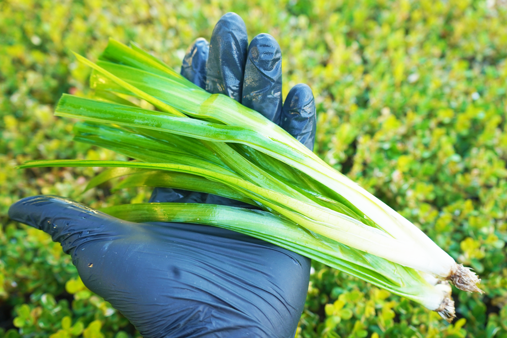 Giant Jungle Vals - Vallisneria Americana Gigantea - Bare Root ...