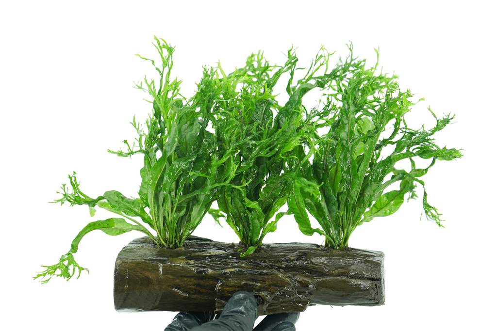 Java Fern Windelov - Microsorum Pteropus Windelov 20 cm - Driftwood ...