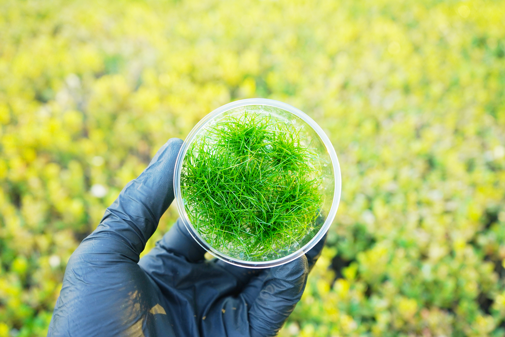 Dwarf Hair Grass - Eleocharis Parvula Mini - Tissue Culture ...