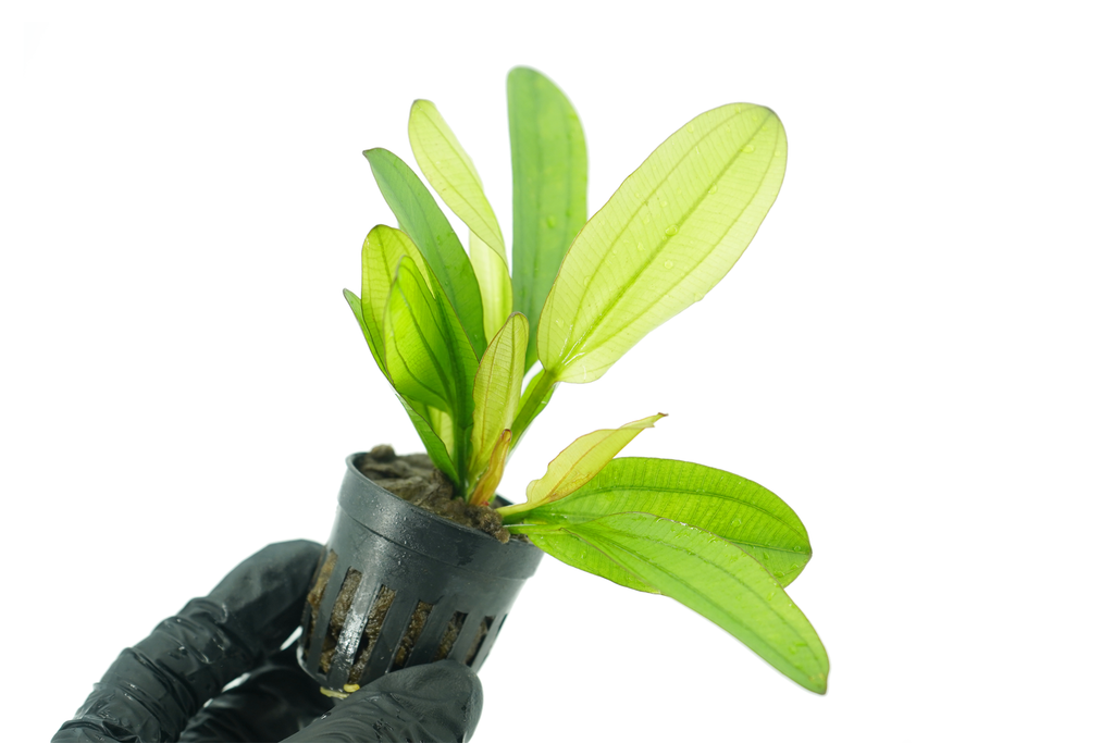 Red Diamond Sword - Echinodorus Red Diamond - Potted — GreenproAquatic