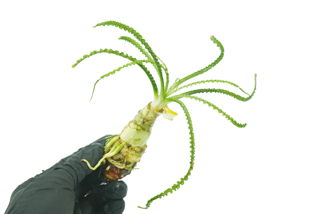African Onion - Crinum Calamistratum - Bulb — GreenproAquatic