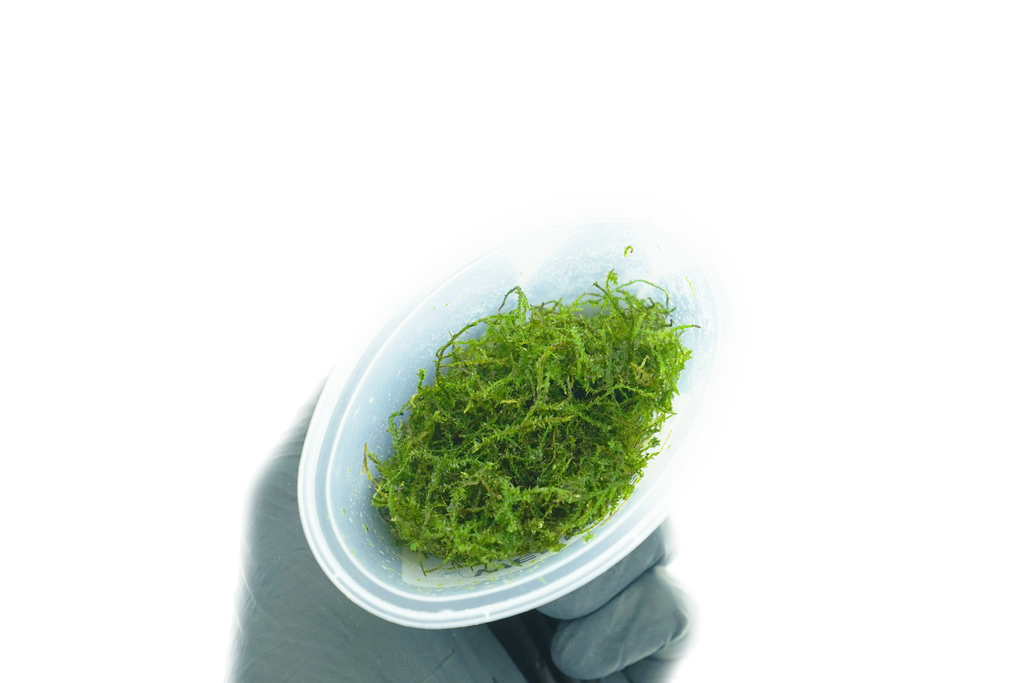 Taiwan Moss- Taxiphyllum Sp Taiwan Moss - In Cup — GreenproAquatic