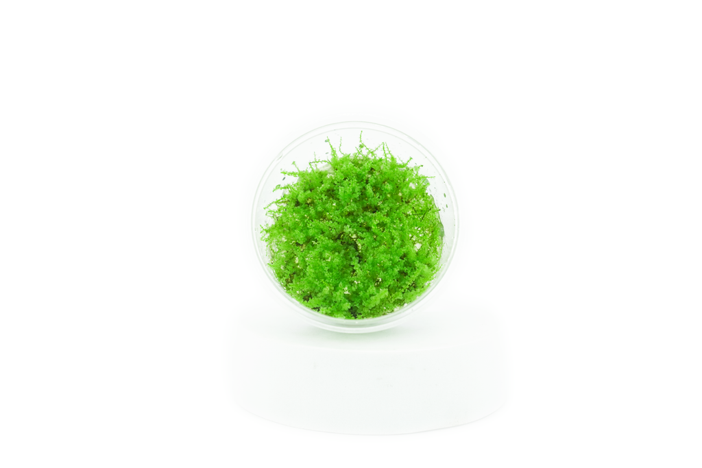 Plagiomnium Affine - Pearl Moss - Tissue Culture — GreenproAquatic
