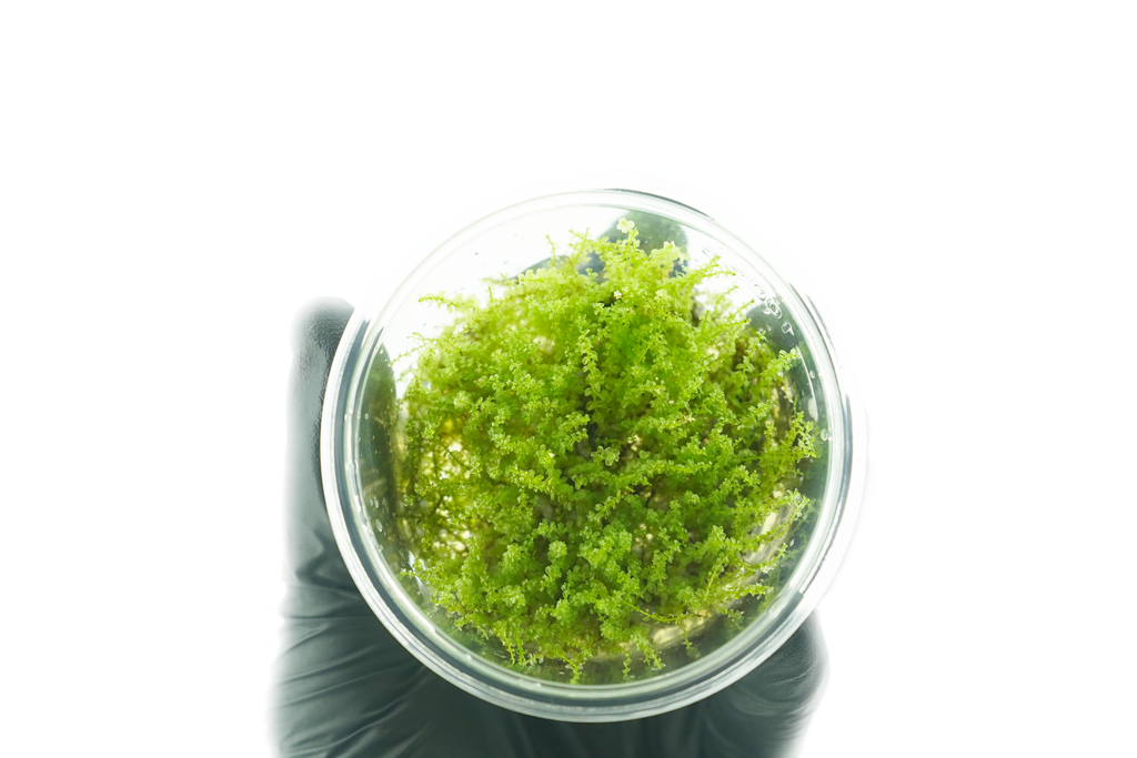Plagiomnium Affine - Pearl Moss - Tissue Culture — GreenproAquatic